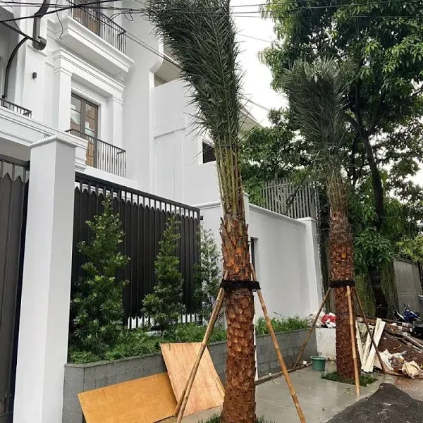Jual Pohon Palem Kenari Silvertris 1-3 Meter Batang - Pilihan Elegan ...