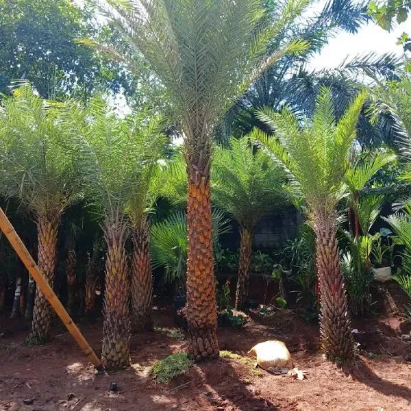 Jual Pohon Palem Kenari Silvertris 1-3 Meter Batang - Pilihan Elegan ...