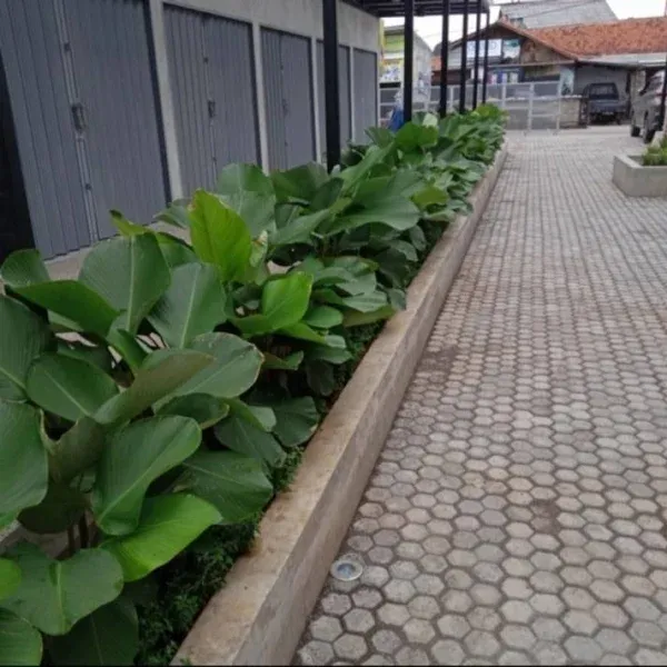 Jual Pohon Pisang Calathea Lutea – Tanaman Tropis Elegan untuk Taman ...