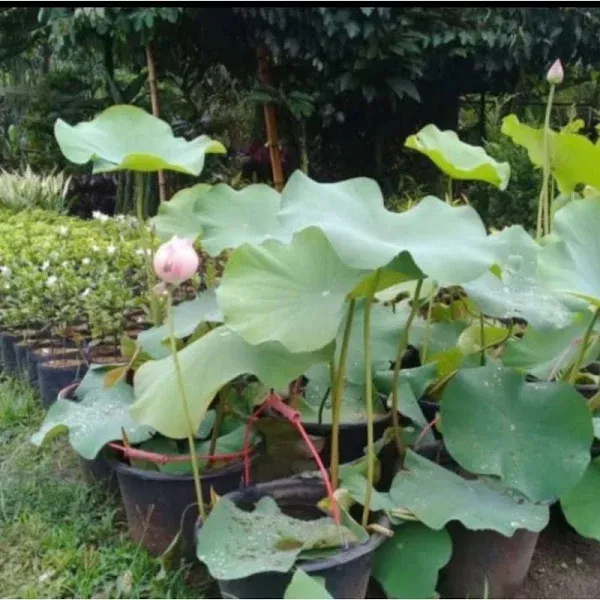 Jual Tanaman Bunga Lotus: Tanaman Air Cantik untuk Taman dan Kolam ...