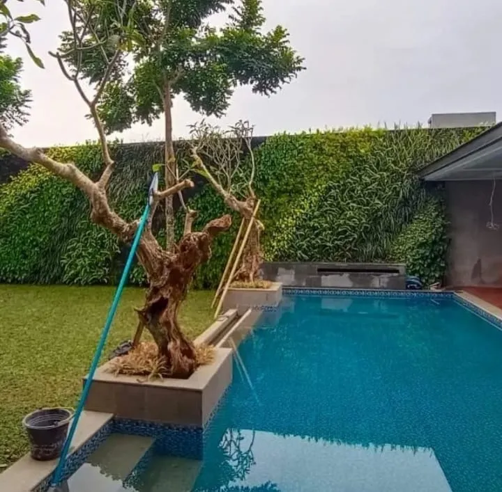 Pohon Kamboja Fosil – Sentuhan Elegan dan Berkelas untuk Halaman Anda ...