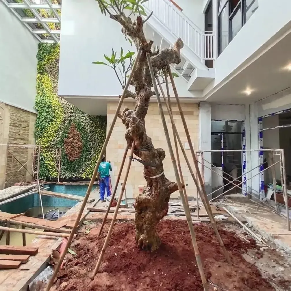Pohon Kamboja Fosil – Sentuhan Elegan dan Berkelas untuk Halaman Anda ...