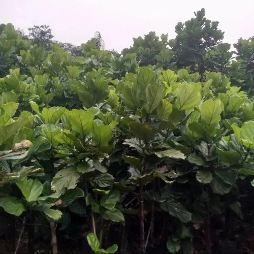 Jual Pohon Ketapang Biola Cantik Tinggi 1-3 Meter - Warung Tanaman