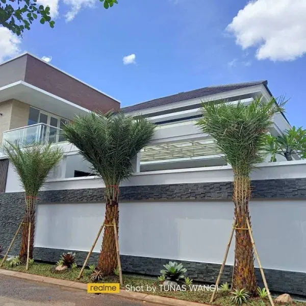 Jual Pohon Palem Kenari Silvertris 1-3 Meter Batang - Pilihan Elegan ...