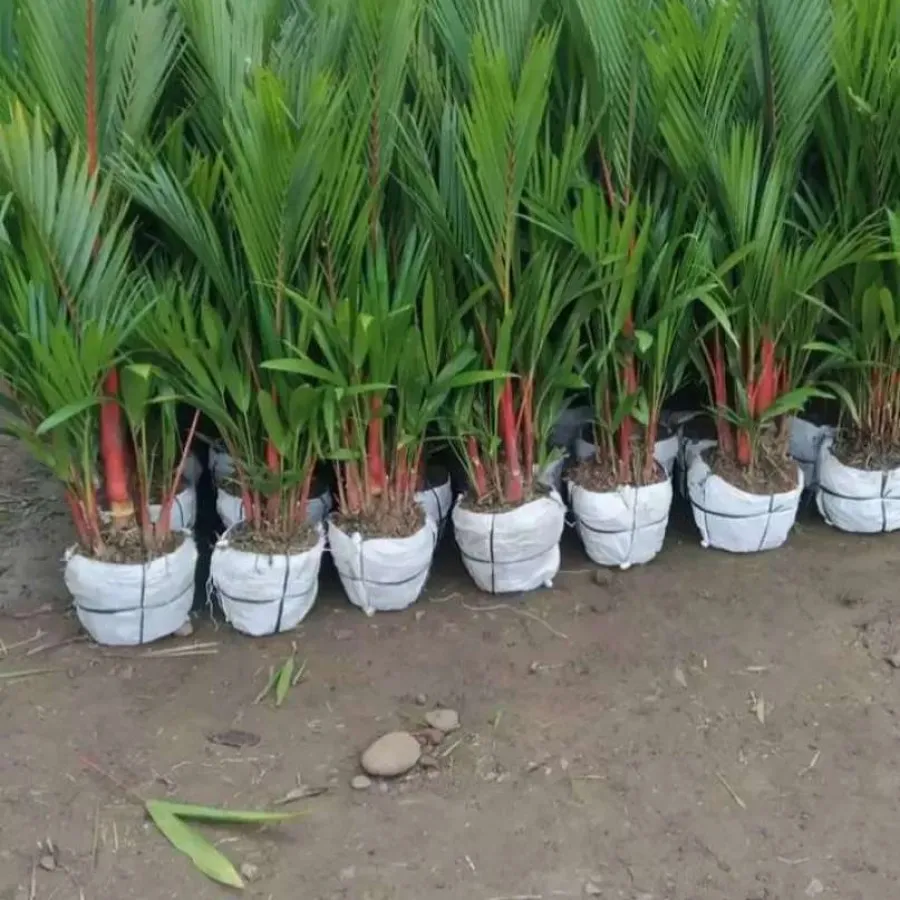 Jual Pohon Palem Merah - Warung Tanaman