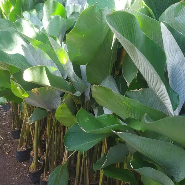 Jual Pohon Pisang Calathea Lutea – Tanaman Tropis Elegan untuk Taman ...