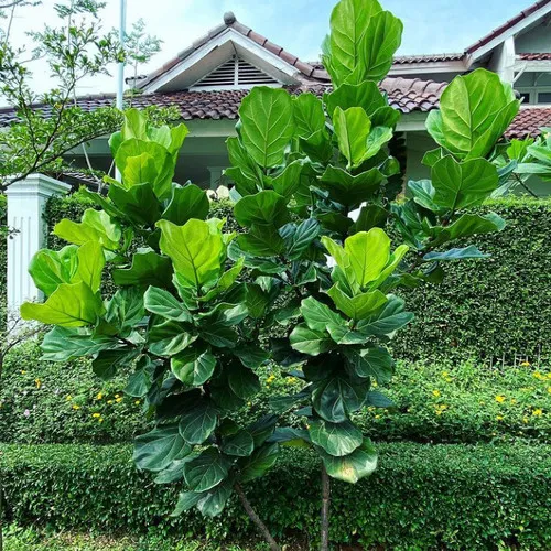 Jual Pohon Ketapang Biola Cantik Tinggi 1-3 Meter - Warung Tanaman
