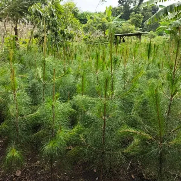 Jual Pohon Cemara Pinus : Solusi Tanaman Hias dan Peneduh Berkualitas ...