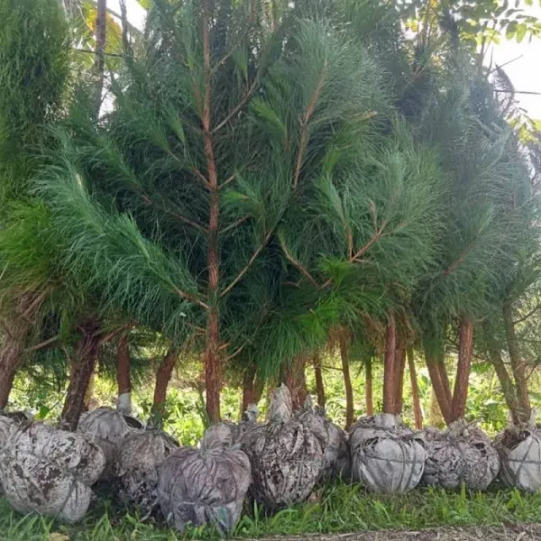 Jual Pohon Cemara Pinus : Solusi Tanaman Hias dan Peneduh Berkualitas ...