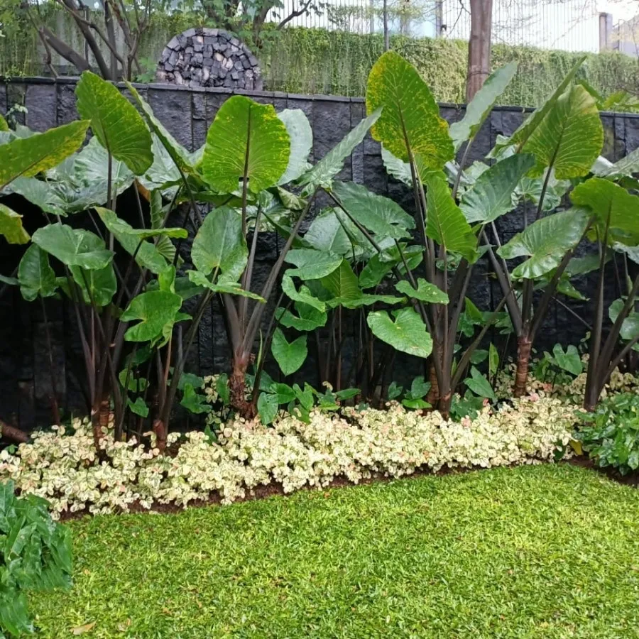 Jual Pohon Keladi Sente Hitam - Warung Tanaman