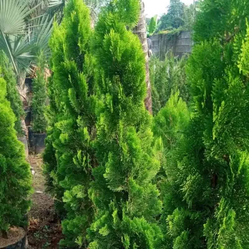 Jual Pohon Cemara Kipas - Warung Tanaman