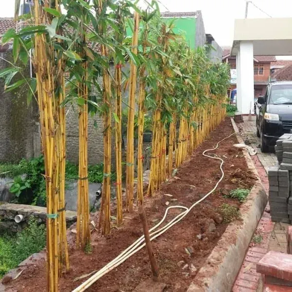 Jual Pohon Bambu Kuning Harga Terbaru - Warung Tanaman