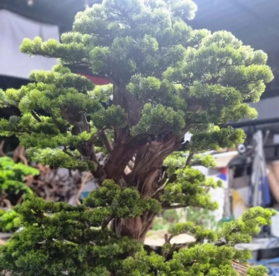 Pohon Bonsai Artificial - Tanaman Palsu Berkualitas - Warung Tanaman