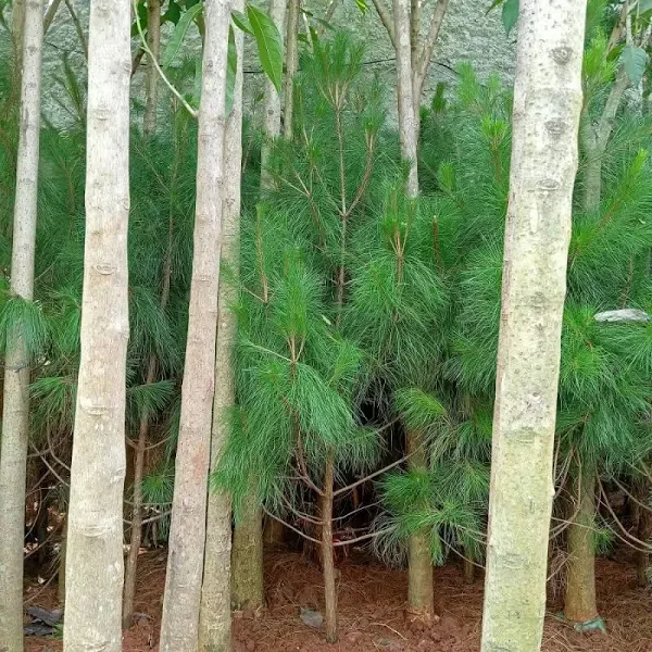 Jual Pohon Cemara Pinus : Solusi Tanaman Hias dan Peneduh Berkualitas ...