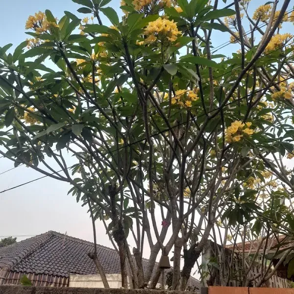 Jual Pohon Kamboja Bunga Kuning 1-5 Meter - Warung Tanaman