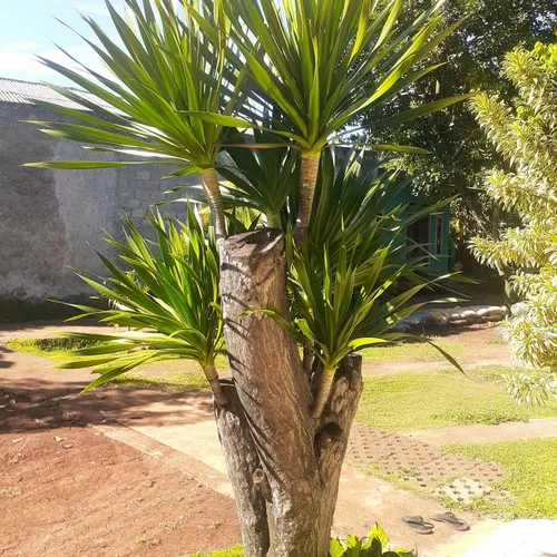 Jual Pohon Pandan Bali Bercabang - Warung Tanaman