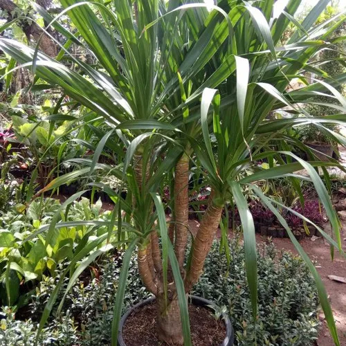 Jual Pohon Pandan Bali Bercabang - Warung Tanaman