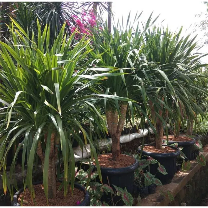 Jual Pohon Pandan Bali Bercabang - Warung Tanaman