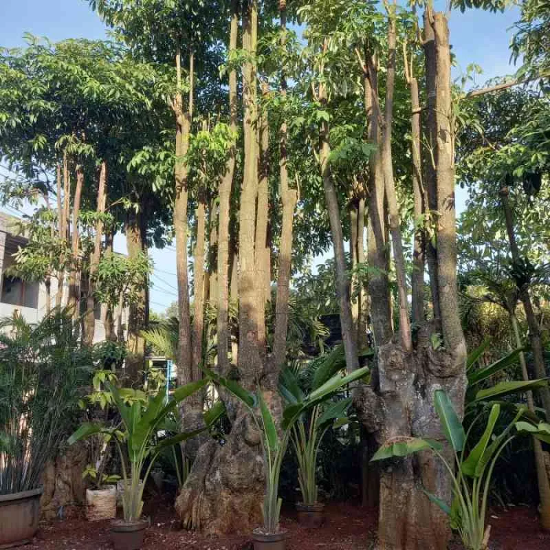 Jual Pohon Pule Terbaik dan Termurah - Warung Tanaman