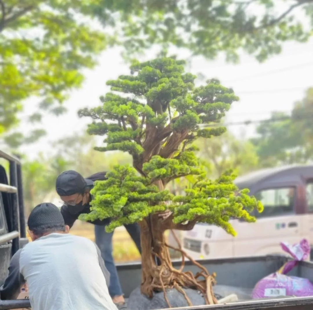 Pohon Bonsai Artificial - Tanaman Palsu Berkualitas - Warung Tanaman