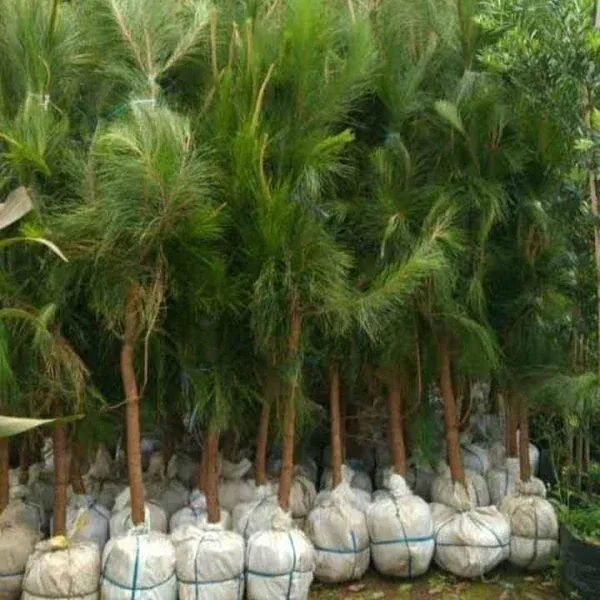 Jual Pohon Cemara Pinus : Solusi Tanaman Hias dan Peneduh Berkualitas ...