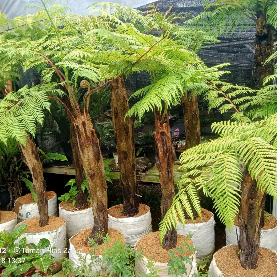 Rekomendasi Spesifikasi Standar Lengkap Pembuatan Kolam Ikan Koi ...