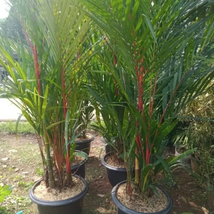 Jual Pohon Palem Merah - Warung Tanaman