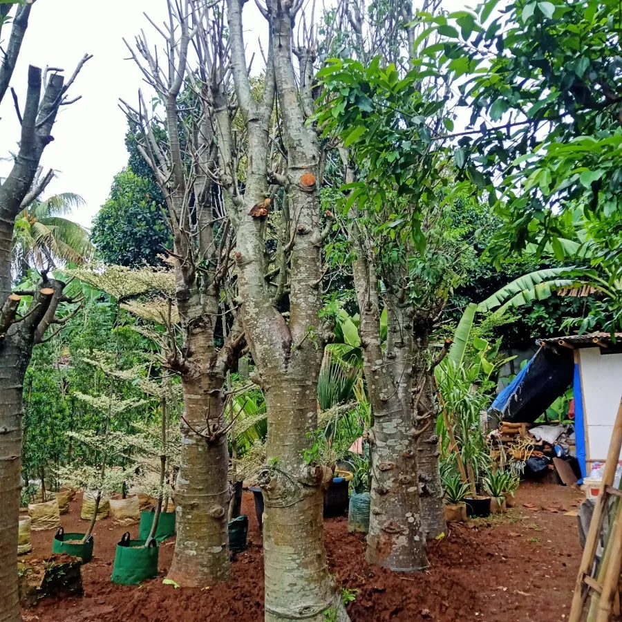 Pohon Baobab (Kaki Gajah) – Tanaman Unik dengan Keindahan Eksotis ...