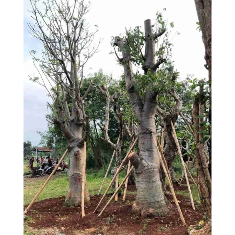 Pohon Baobab (Kaki Gajah) – Tanaman Unik dengan Keindahan Eksotis ...