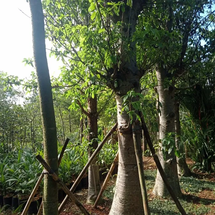 Pohon Baobab (Kaki Gajah) – Tanaman Unik dengan Keindahan Eksotis ...