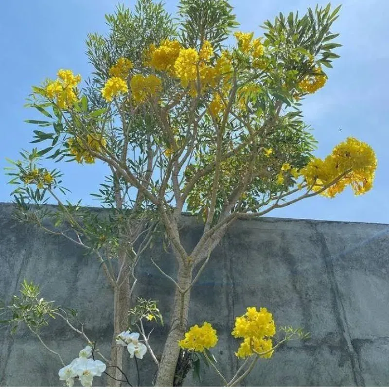 Jual Pohon Tabebuya Bunga Kuning Tinggi 2-4 Meter - Warung Tanaman