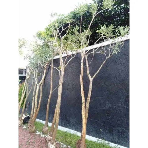 Jual Pohon Tabebuya Bunga Kuning Tinggi 2-4 Meter - Warung Tanaman
