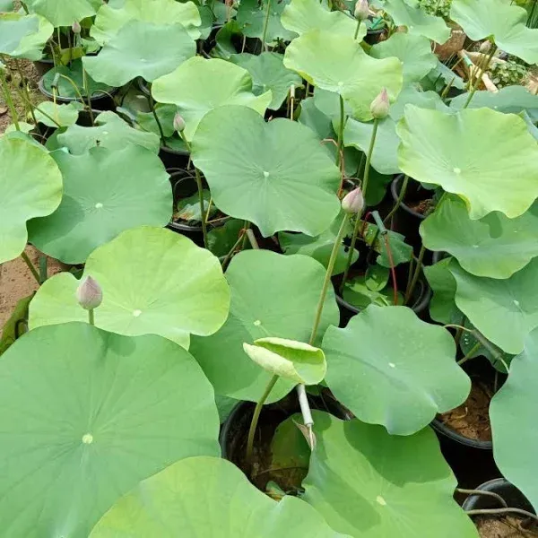 Jual Tanaman Bunga Lotus: Tanaman Air Cantik untuk Taman dan Kolam ...