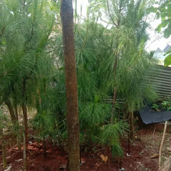 Jual Pohon Cemara Pinus : Solusi Tanaman Hias dan Peneduh Berkualitas ...