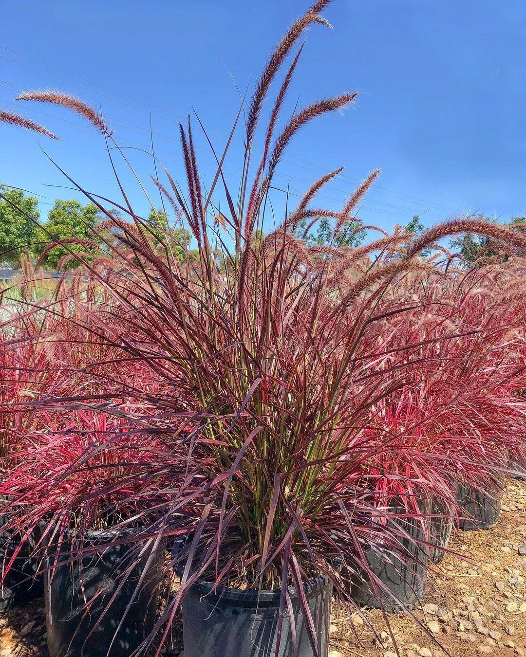 Jual Tanaman Hias Alang-Alang Merah Buntut Kuda - Warung Tanaman